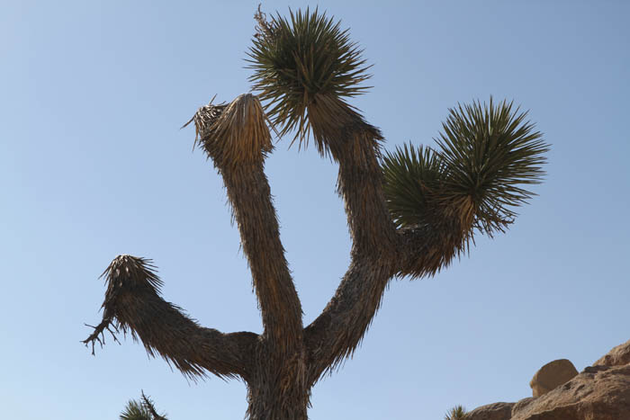 Joshua Tree – Blog